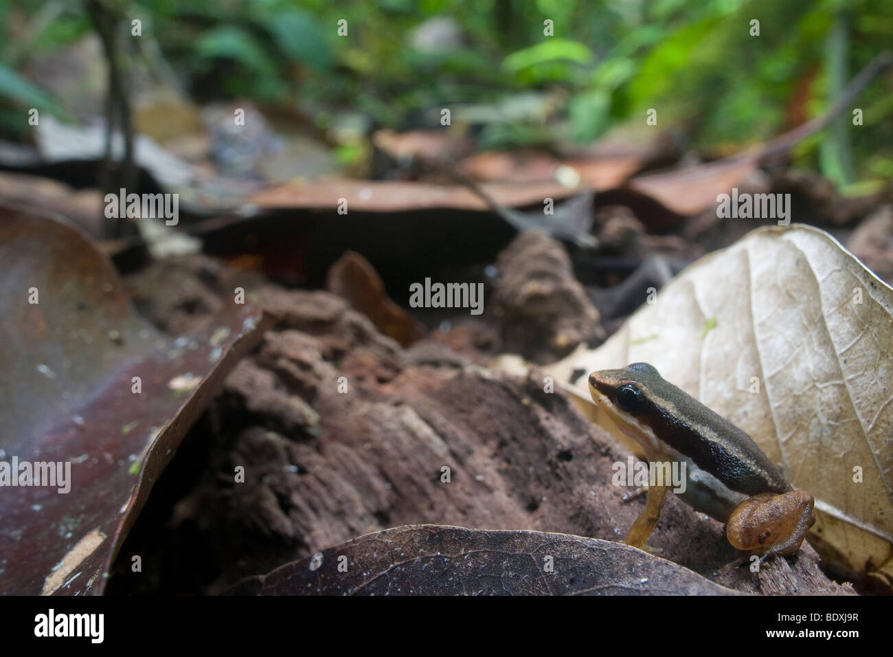 Poison-dart frog, Colostethus sp., in leaf litter. Photographed in Costa Rica Stock Photo - Alamy
