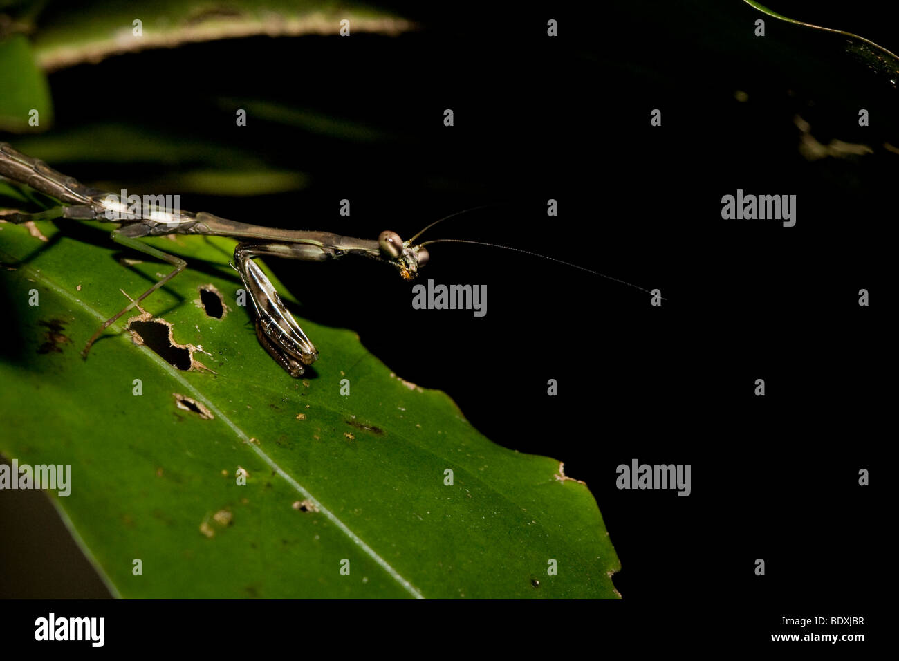 Praying mantis mantodea order hi-res stock photography and images - Alamy