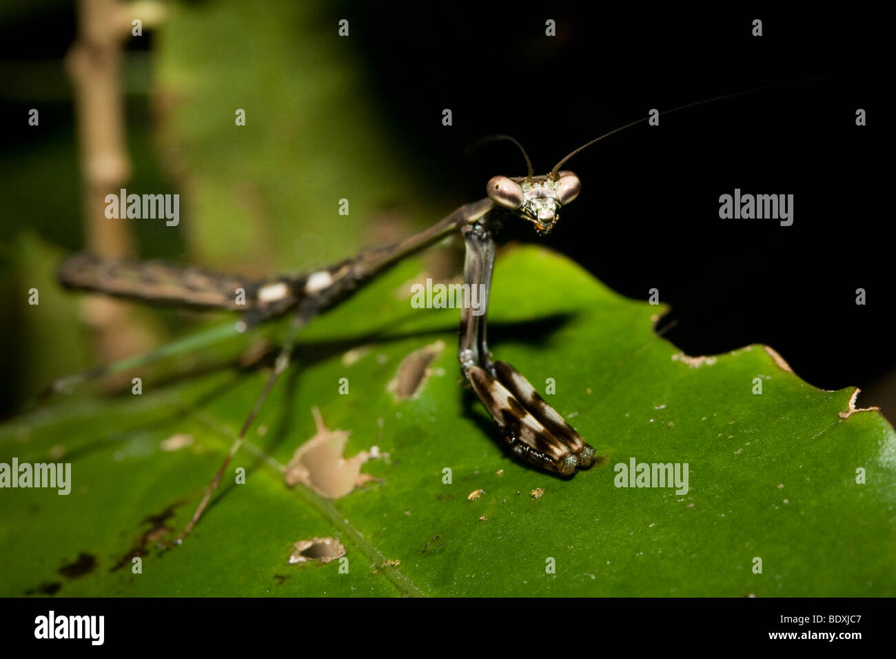 Tropical praying mantis, order Mantodea, in the cloud forests of ...