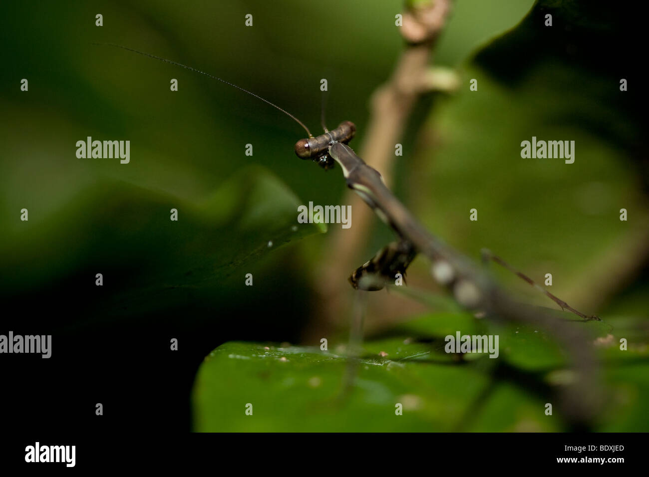 Tropical praying mantis hi-res stock photography and images - Alamy