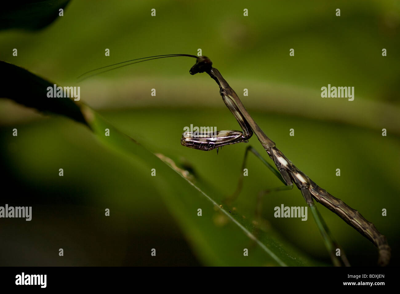 Tropical praying mantis, order Mantodea, in the cloud forests of ...
