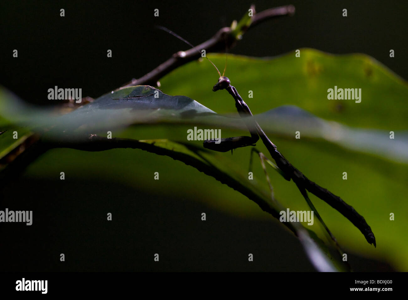 Tropical praying mantis, order Mantodea, in the cloud forests of ...