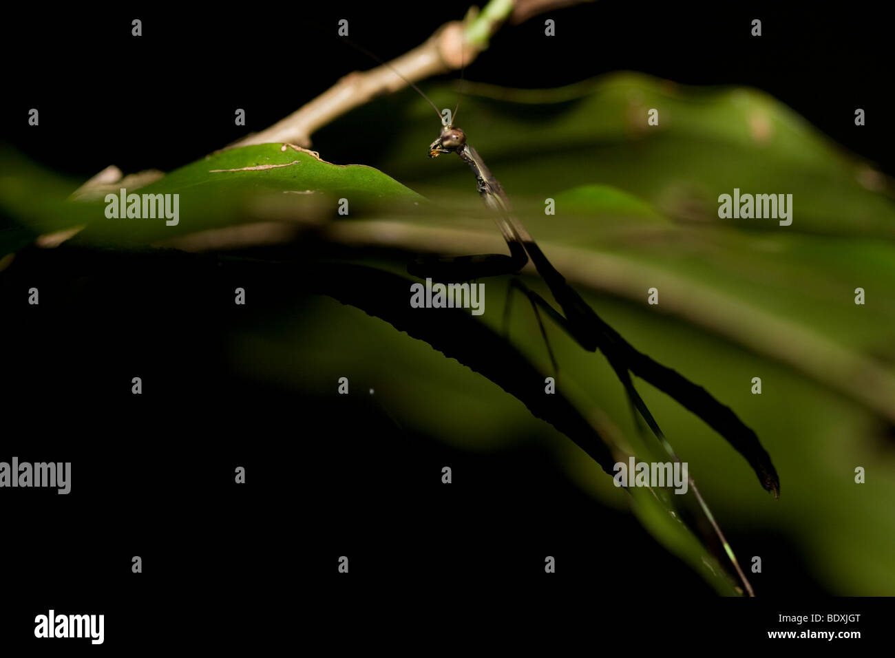 Tropical praying mantis, order Mantodea, in the cloud forests of ...