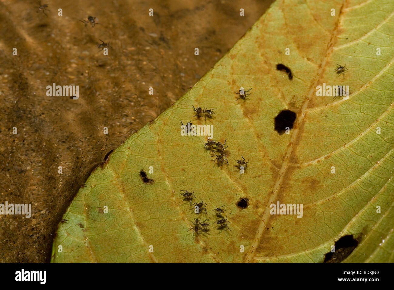 Riffle bug hi-res stock photography and images - Alamy