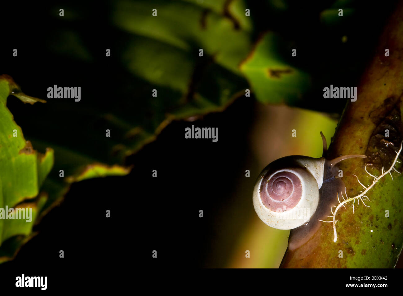 Tropical land snail, class Gastropoda. Photographed in Panama Stock ...
