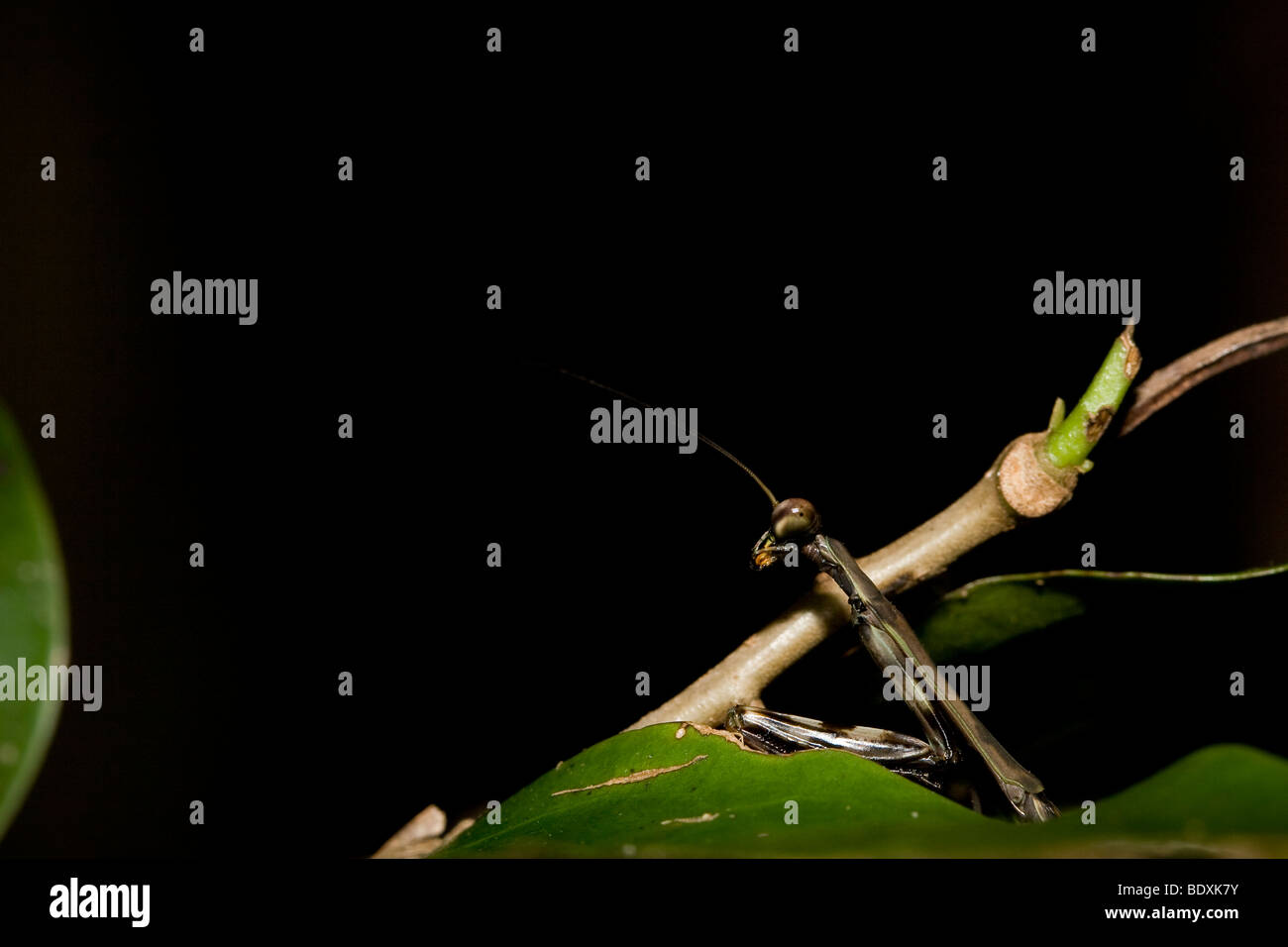 Tropical praying mantis, order Mantodea, in the cloud forests of ...