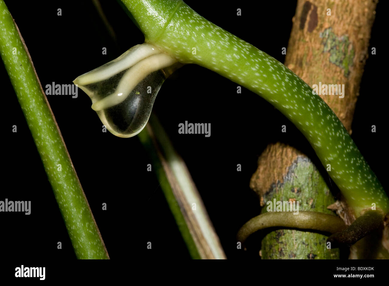 A drop of water dripping off of roots. photographed in Costa Rica Stock ...