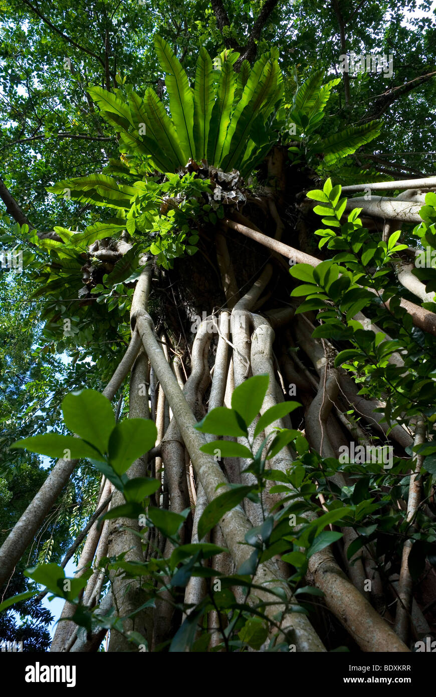 Worm's eye view of strangler figs and bird's-nest ferns grow on a ...