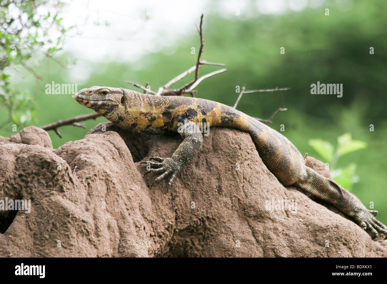 Africa, Tanzania, rock agama Stock Photo - Alamy