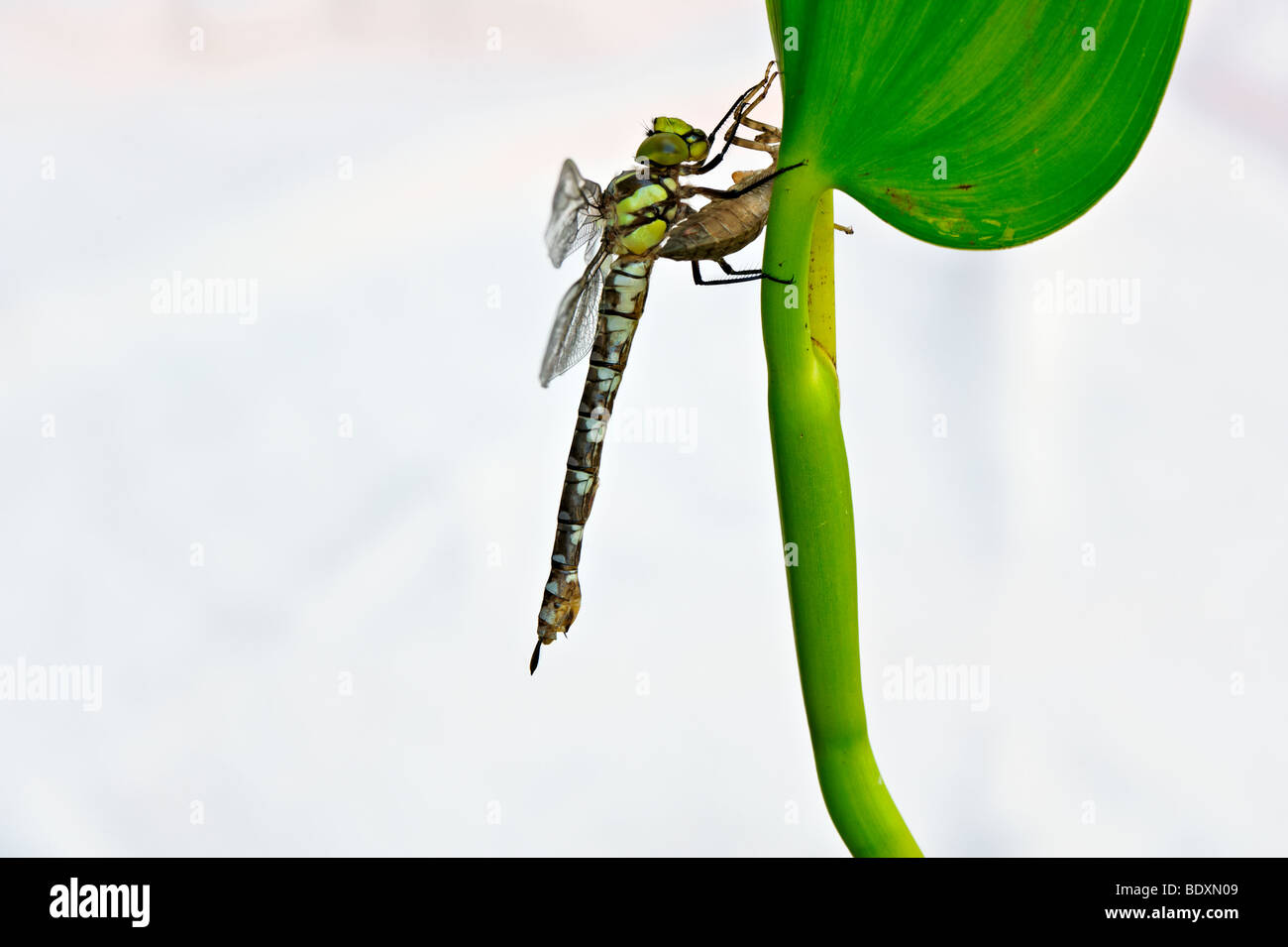 Dragonfly larva aeshnidae hi-res stock photography and images - Alamy