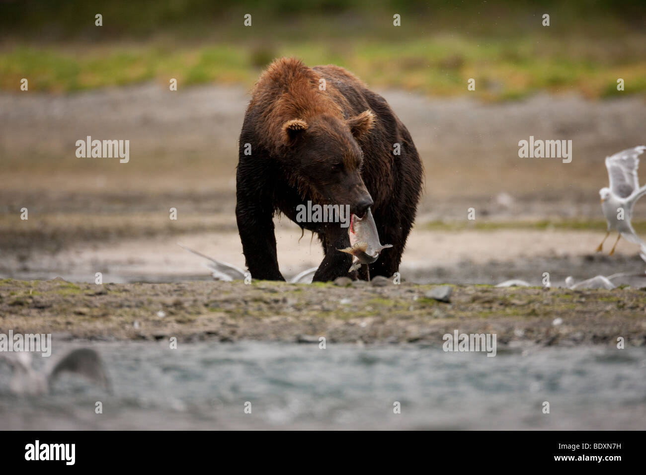 Grizzly bear eating salmon in Geographic Bay Katmai National Park ...