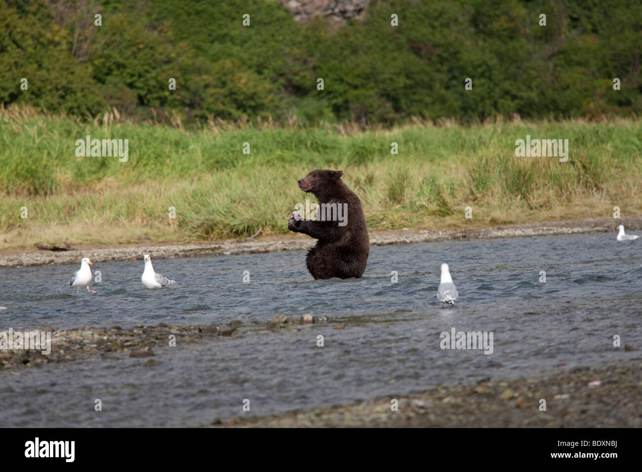 Grizzly bear sitting on hind legs eating salmon in Geographic Bay ...