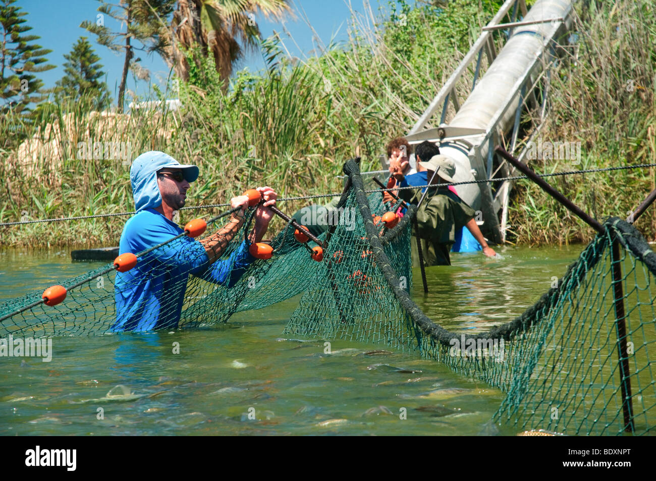 Aquaculture fish farming intensive hi-res stock photography and images ...