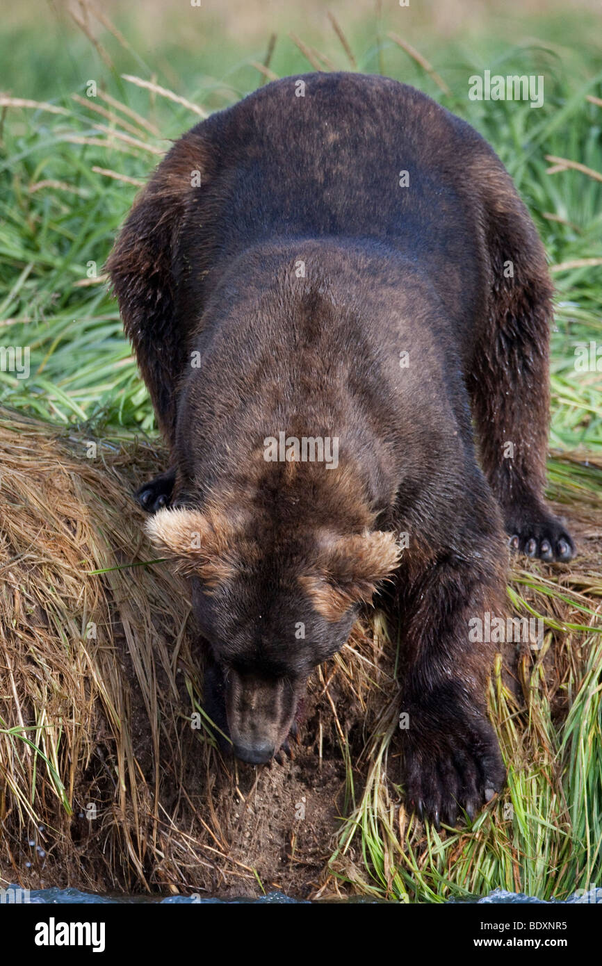 Grizzly bear lunge fishing for salmon in green grass in Geographic Bay ...