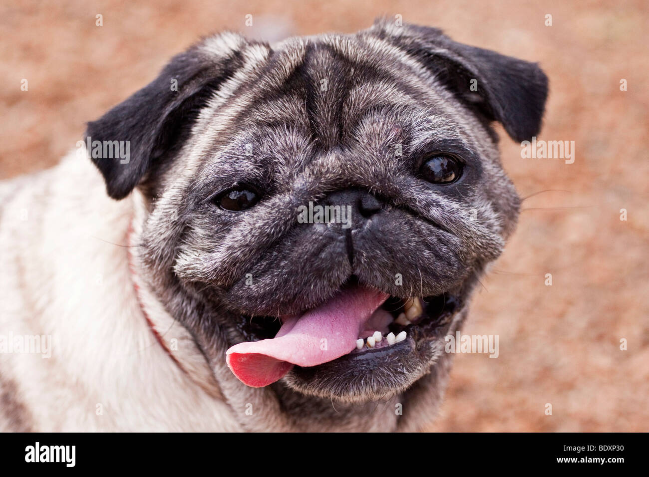 Portrait of a female pug Stock Photo - Alamy