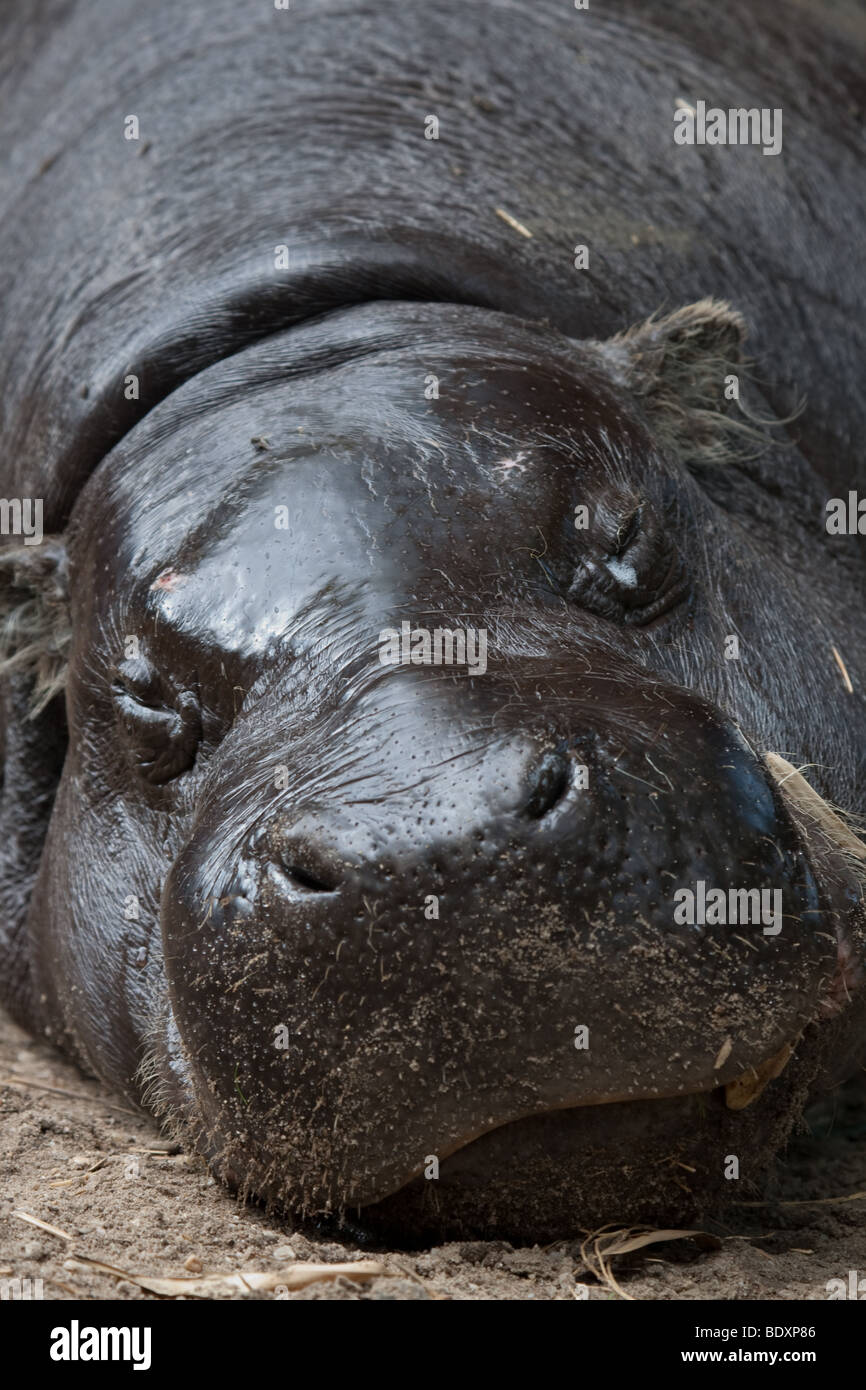Pygmy hippo (Choeropsis liberiensis Stock Photo - Alamy