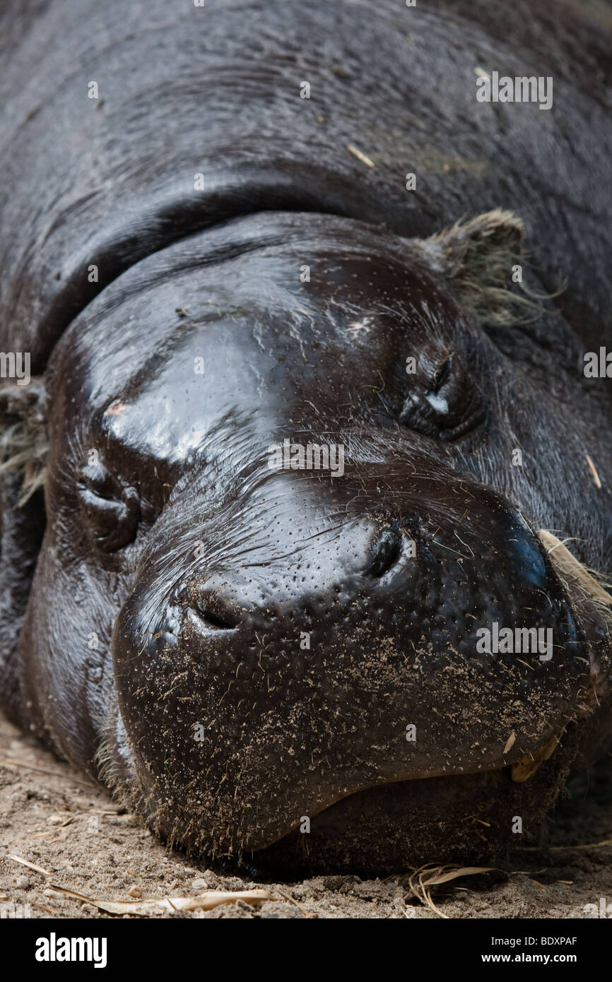 Choeropsis liberiensis or hexaprotodon liberiensis hi-res stock ...