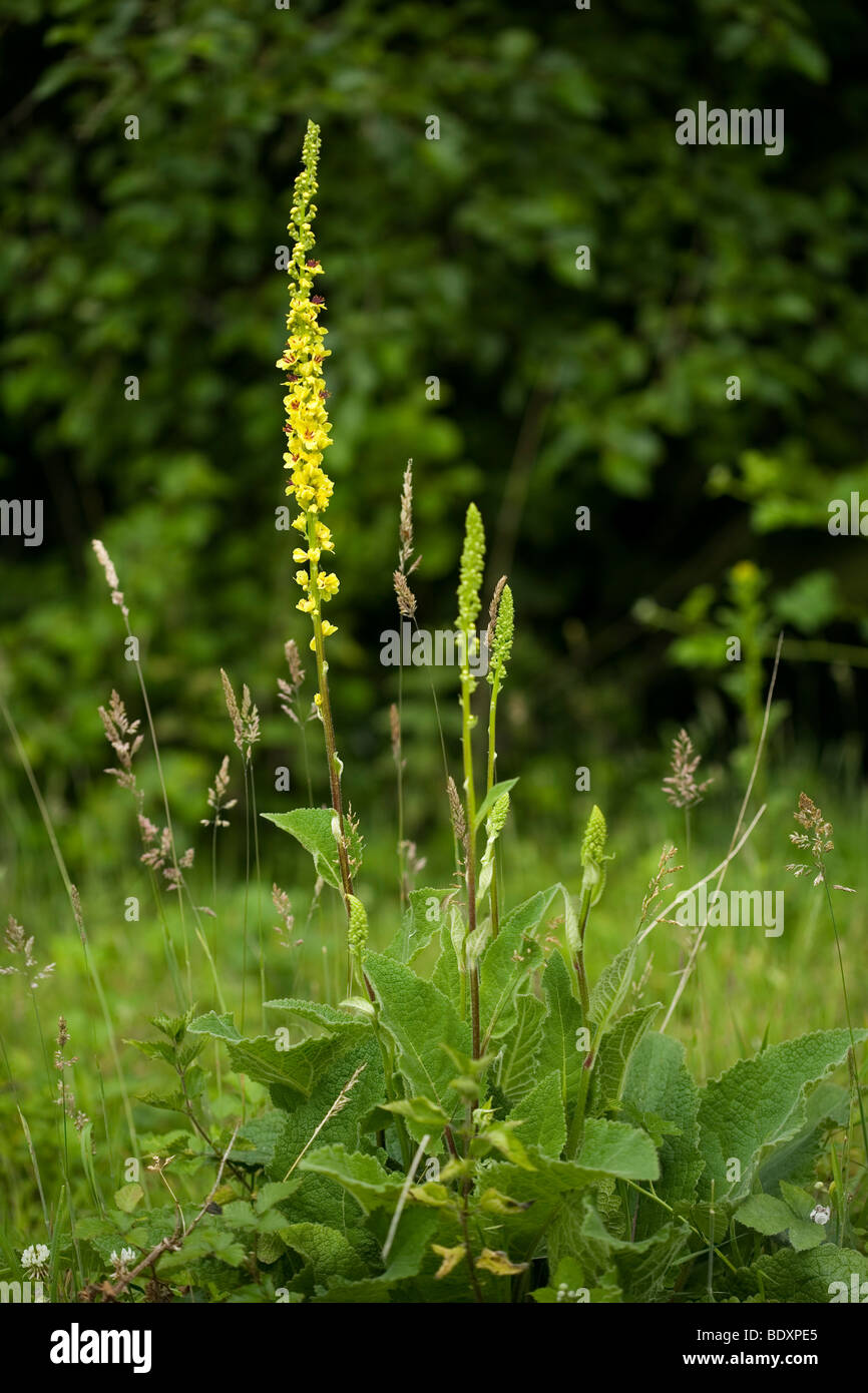 Great Mullein flower stalk Stock Photo - Alamy