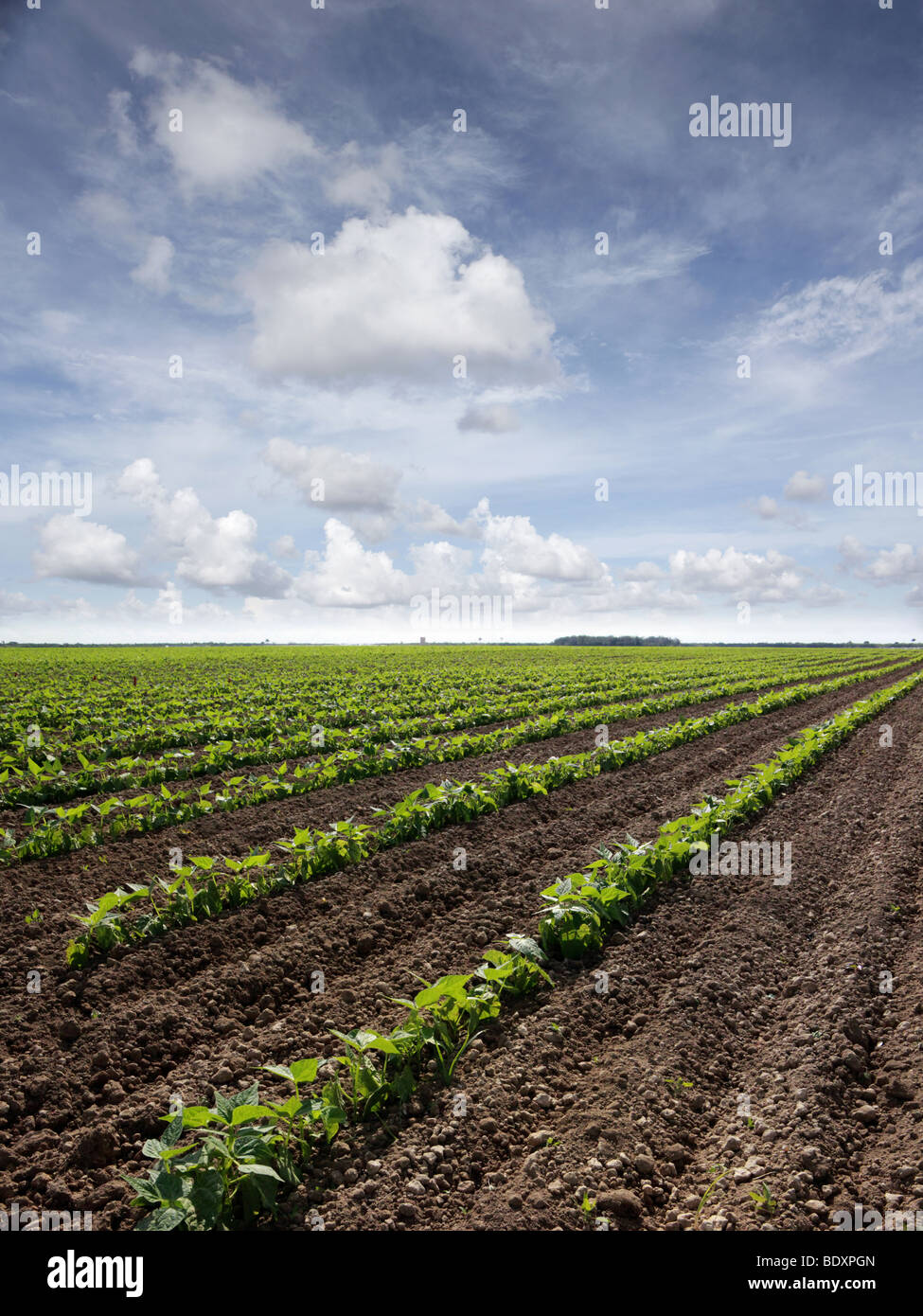 A month old red bean plants. Farmers rotate crops to preserve soil ...