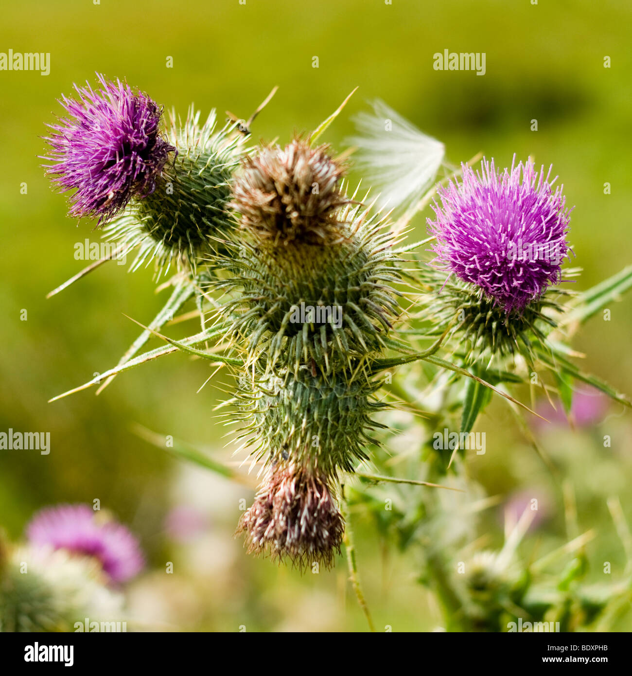 Thistles Scotland High Resolution Stock Photography and Images - Alamy