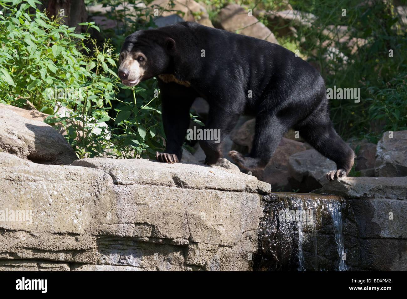 Sun Bear (Helarctos malayanus Stock Photo - Alamy
