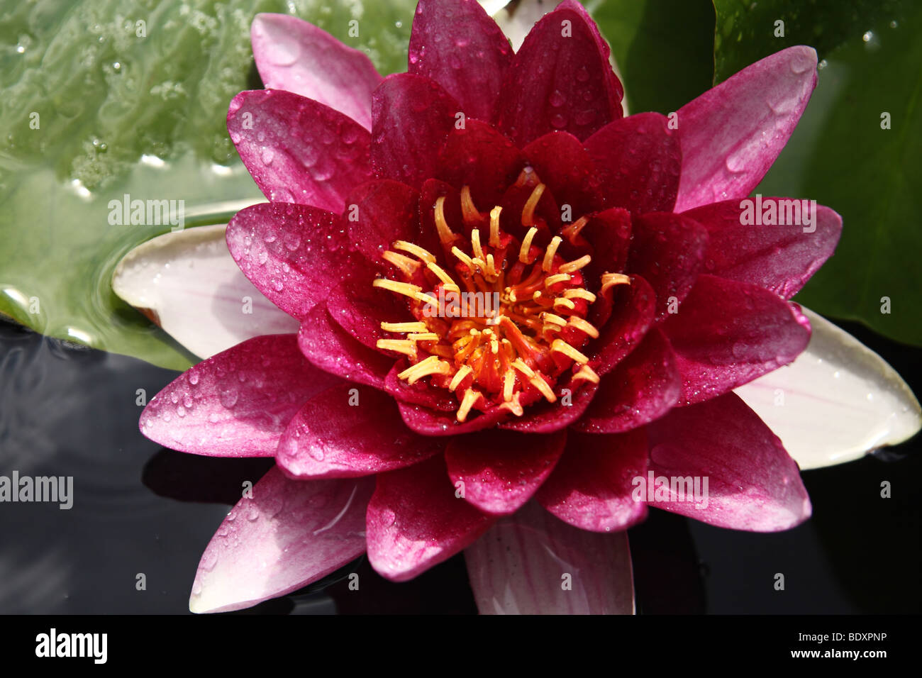 Water lily nymphaea tropical botanical hi-res stock photography and ...