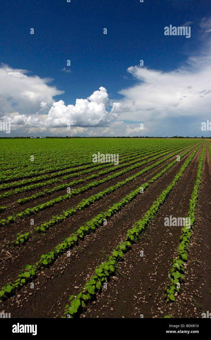 Okra field hi-res stock photography and images - Alamy