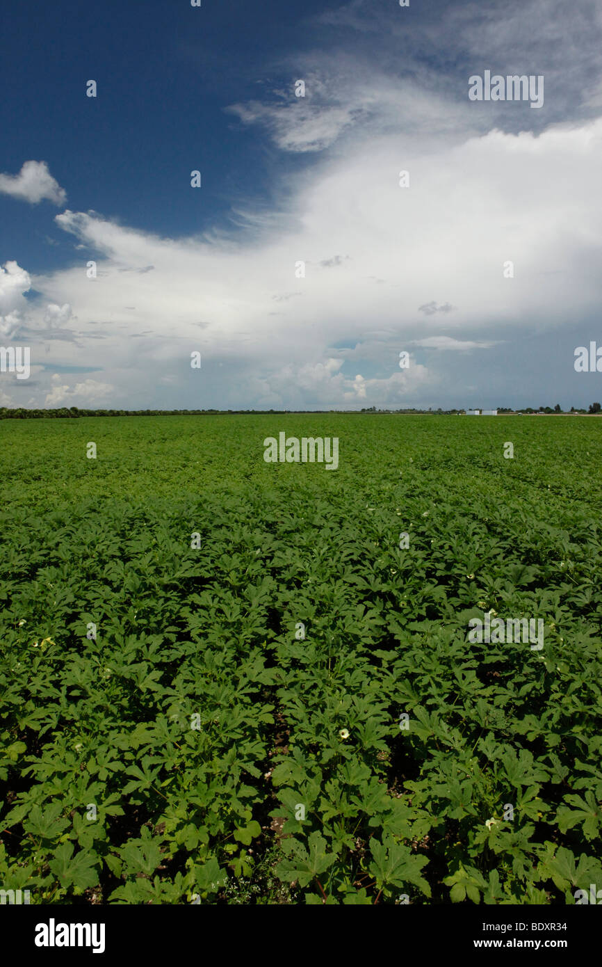 Okra field hi-res stock photography and images - Alamy