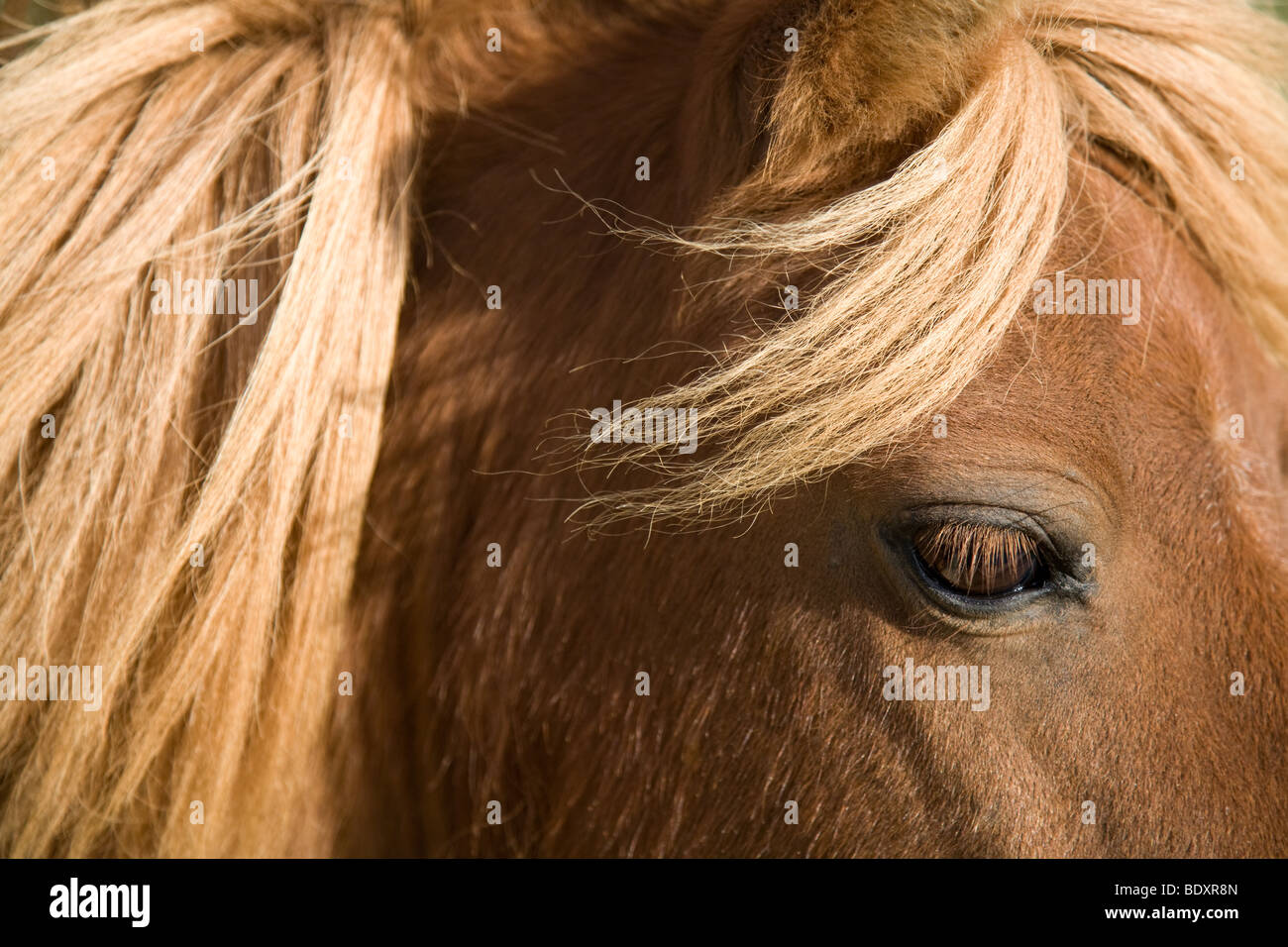 Gentle pony hi-res stock photography and images - Alamy