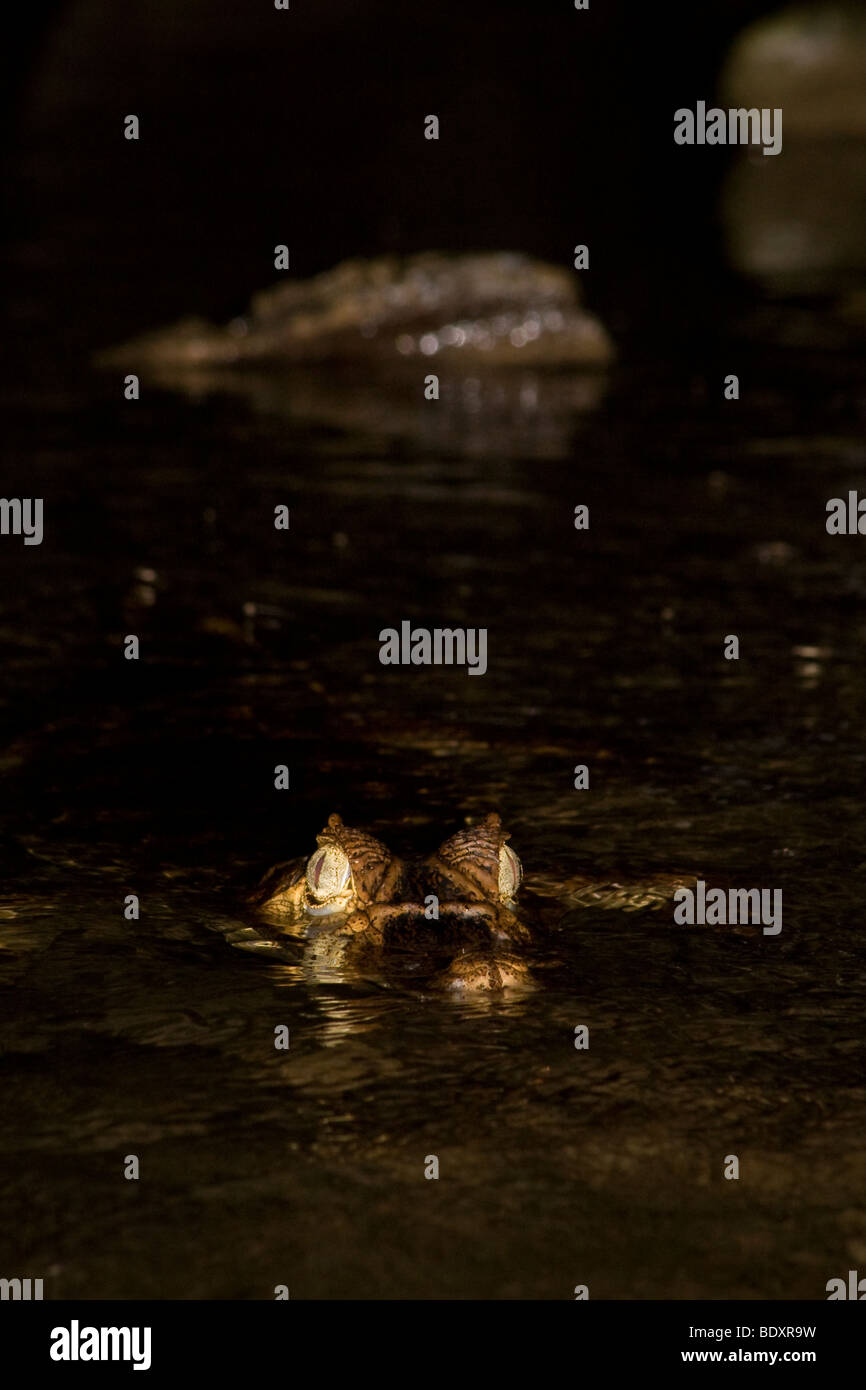 Caiman, Caiman crocodilus, at night in the lowland tropical rainforests ...