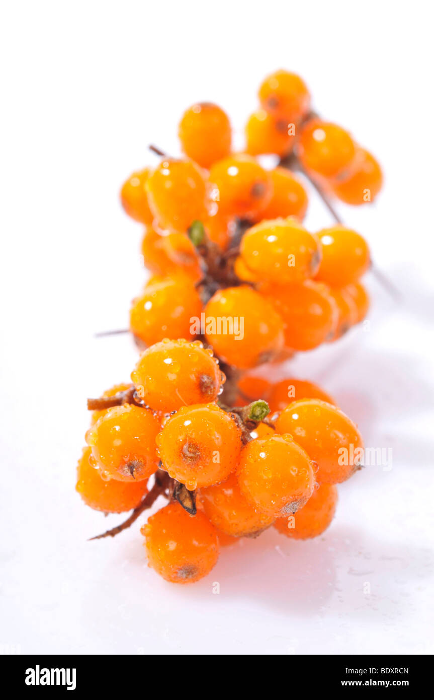 Essbare beeren hi-res stock photography and images - Alamy