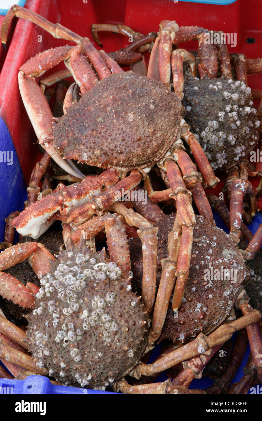 Spider crabs on the market in St. Quay-Portrieux Stock Photo - Alamy