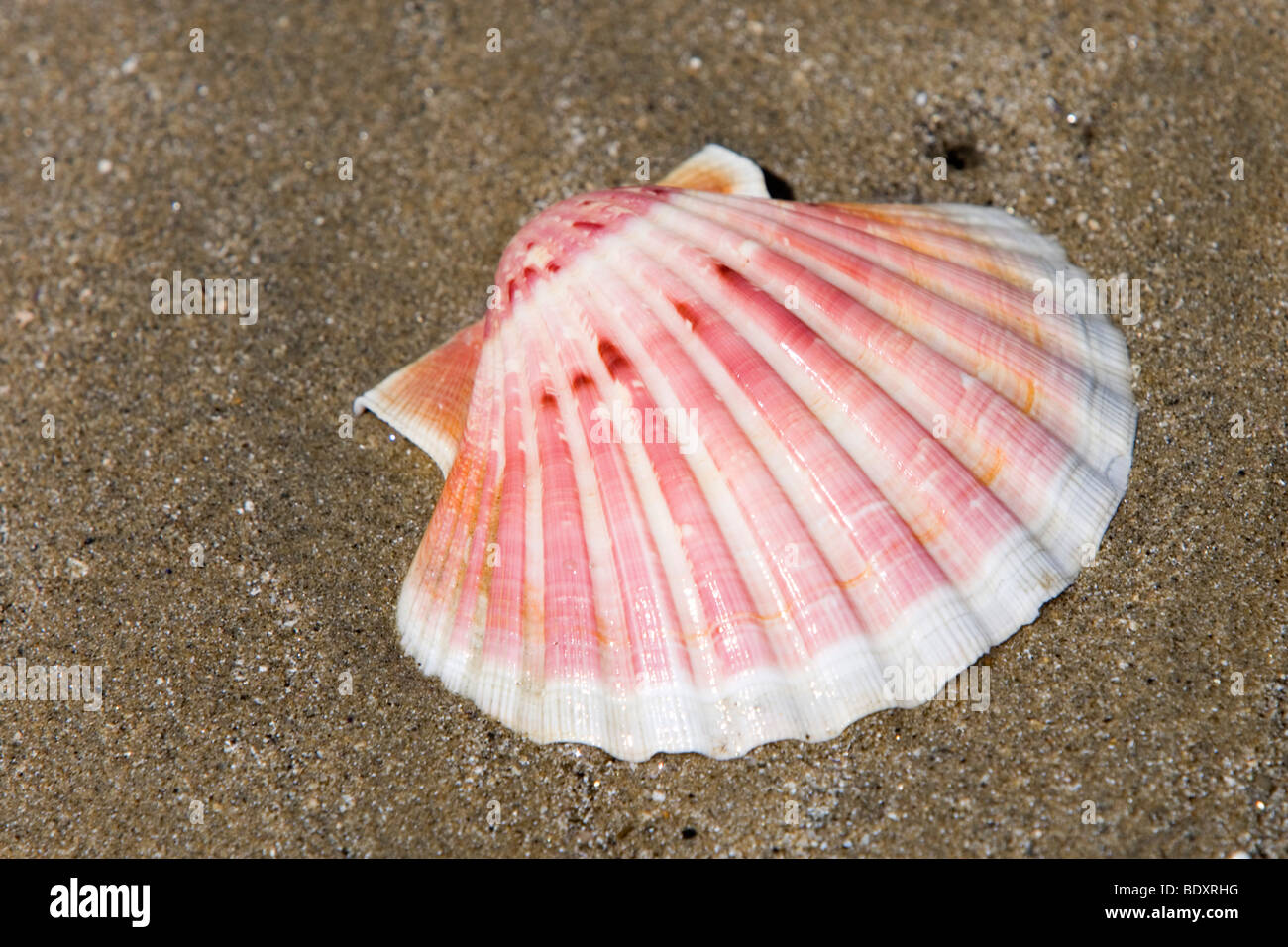 scallop at the beach Stock Photo - Alamy