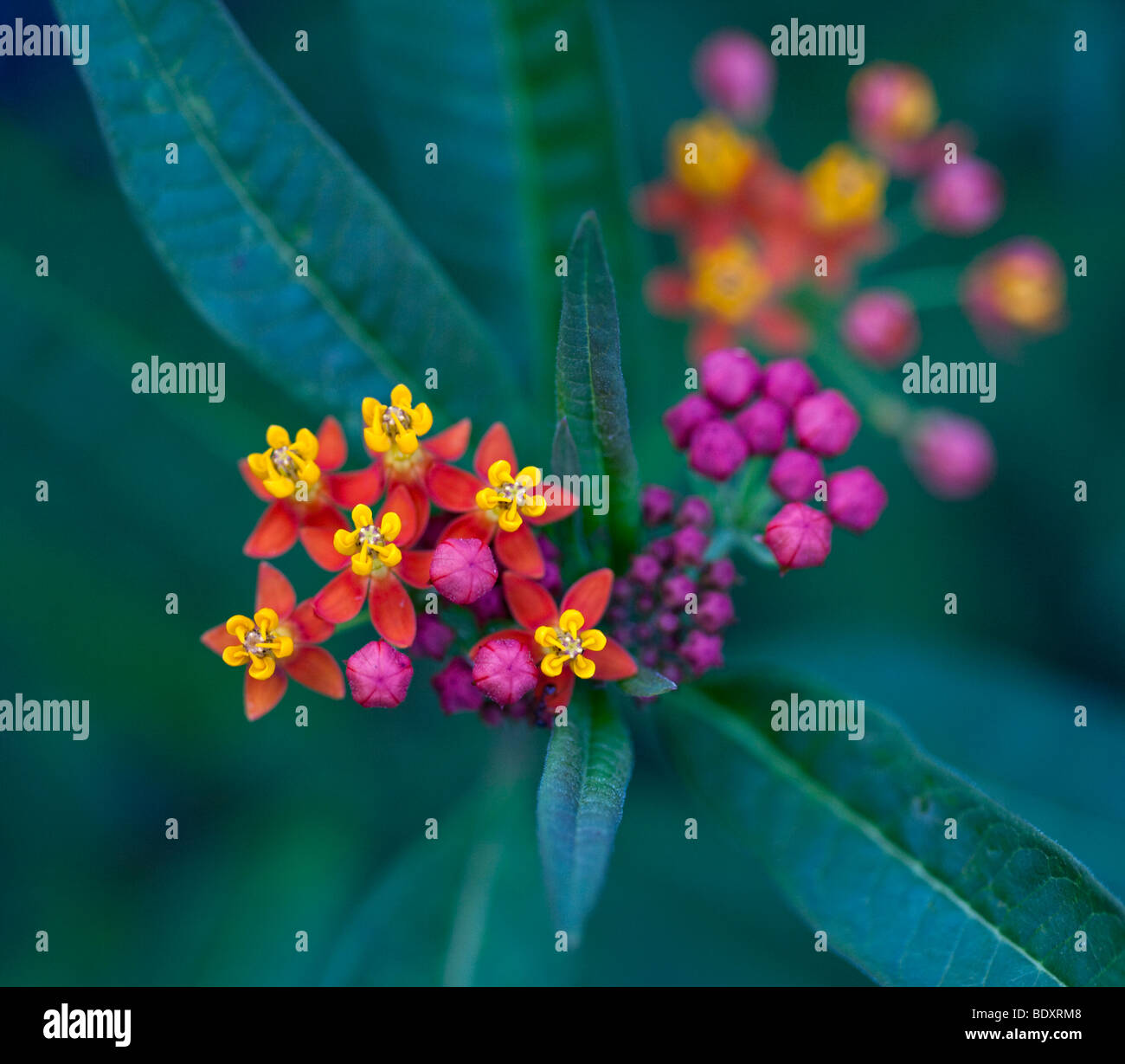 Asclepias Curvassavica (Indian Root) flowers Stock Photo - Alamy