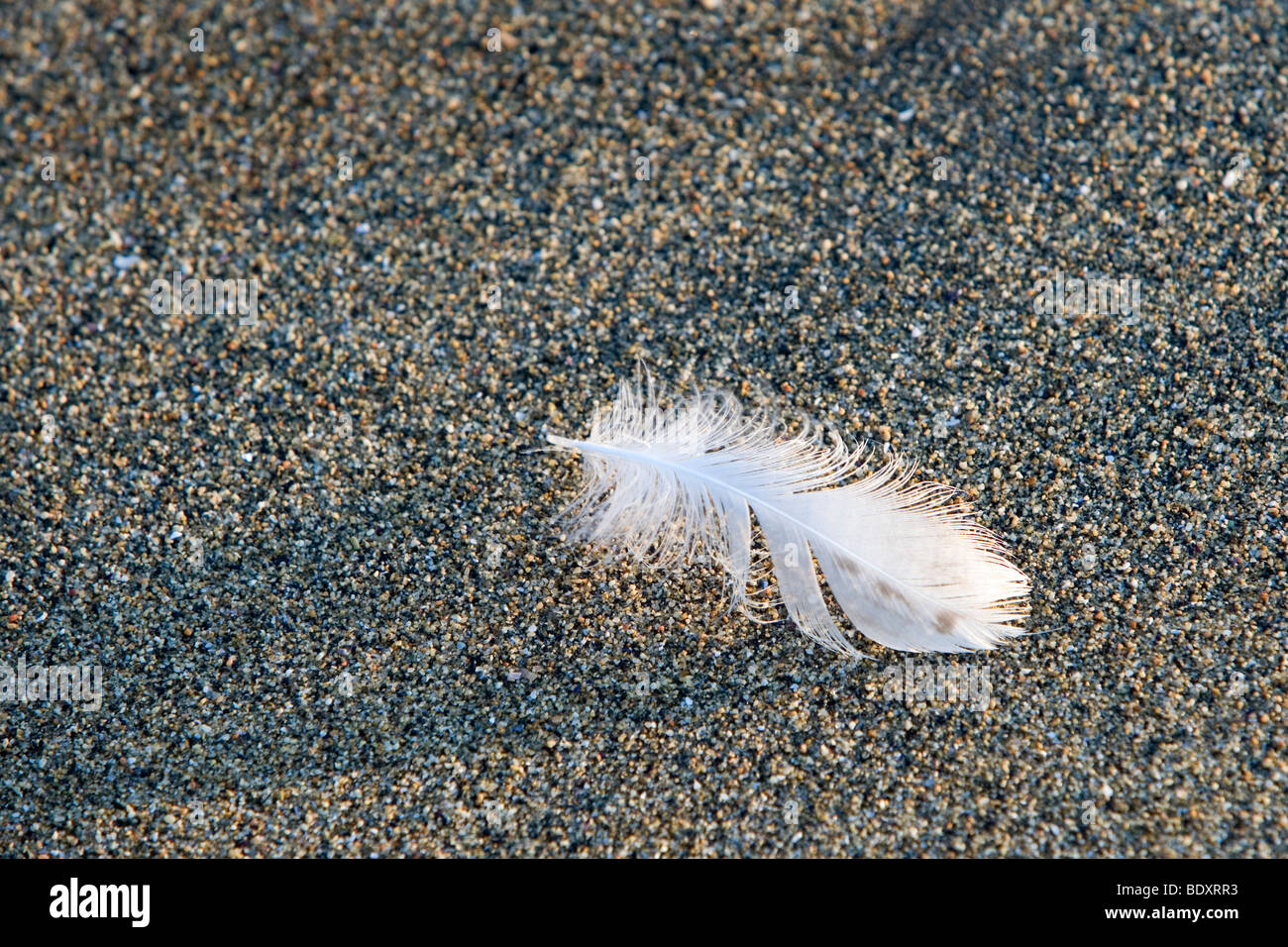 Feather at the beach Stock Photo - Alamy
