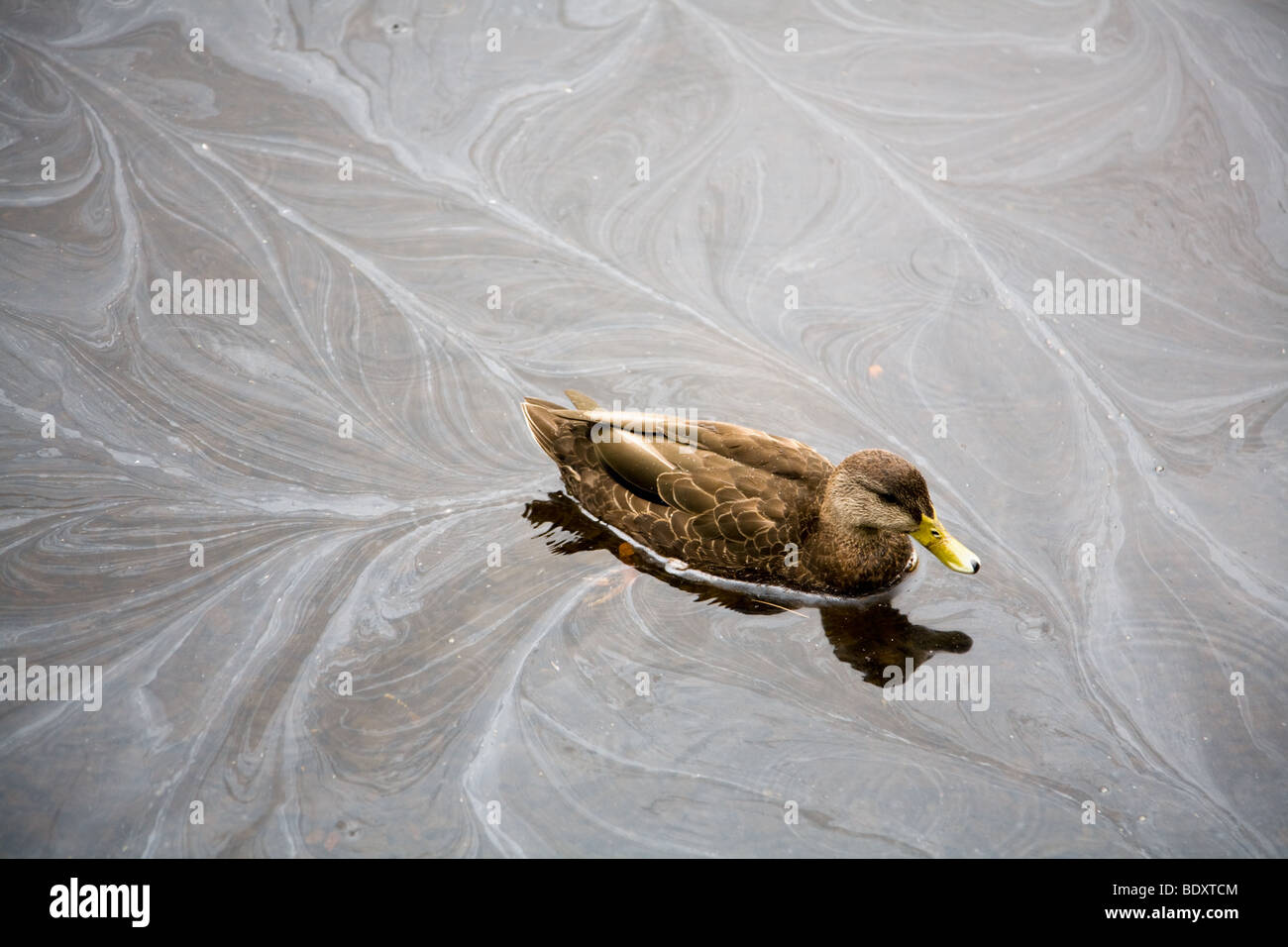 Mallard duck swimming in polluted water Stock Photo - Alamy
