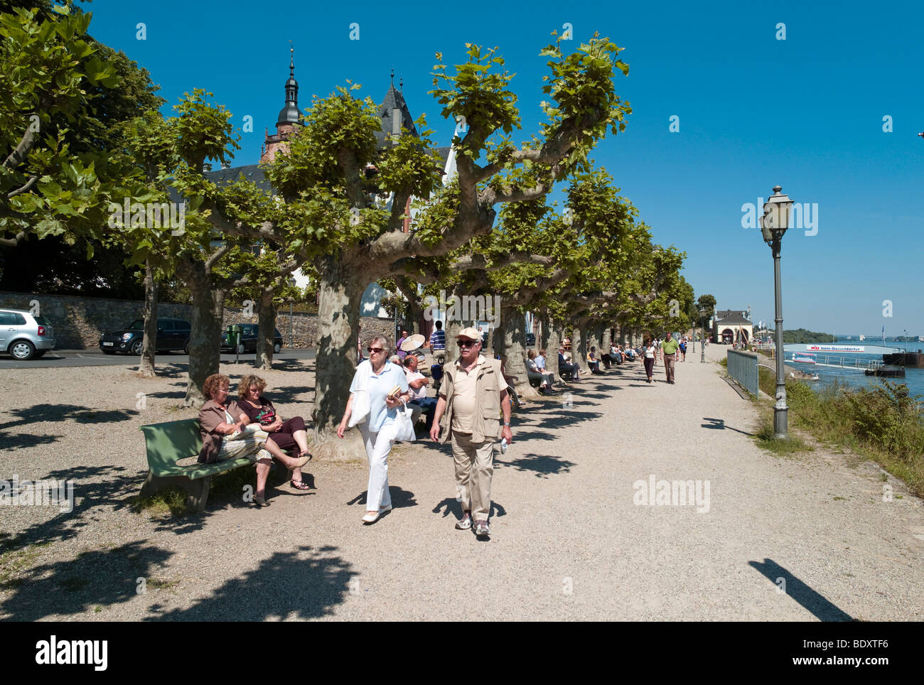 Rhine promenade with plane trees (Platanus x hybrida), recreation area ...
