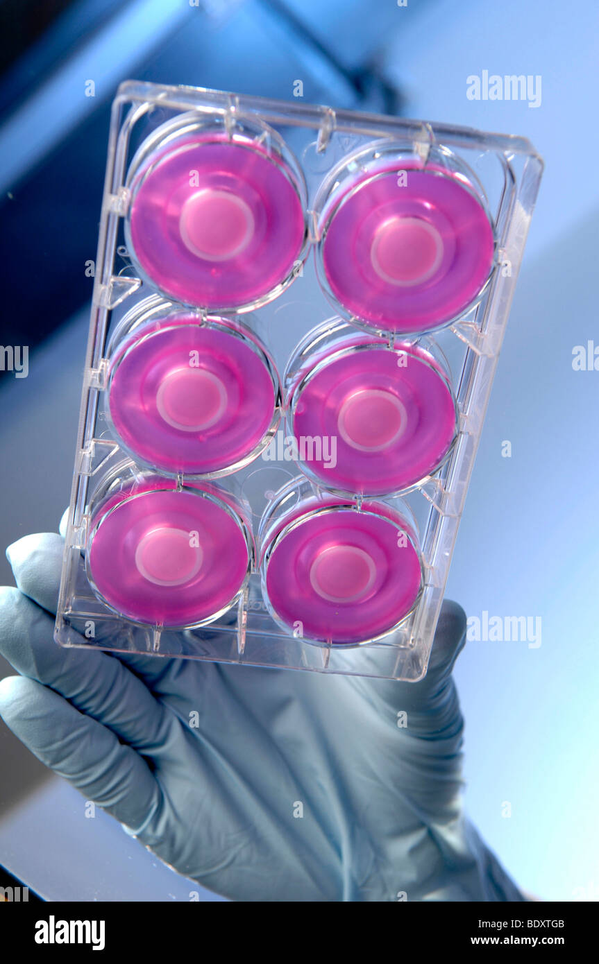 Laboratory test with a so-called hair follicle model Stock Photo - Alamy