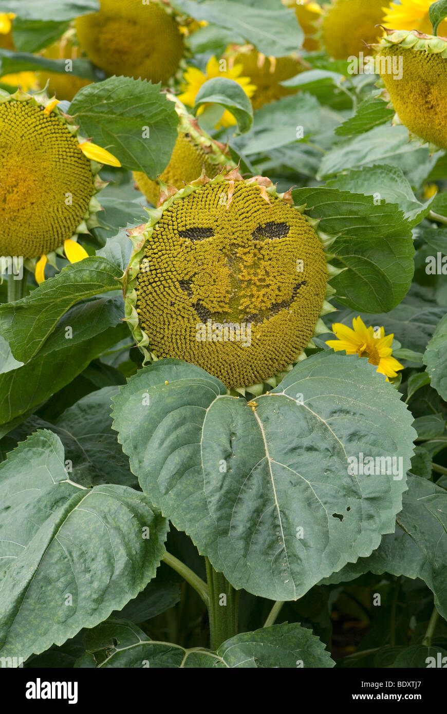 Smiling sunflower face Stock Photo - Alamy