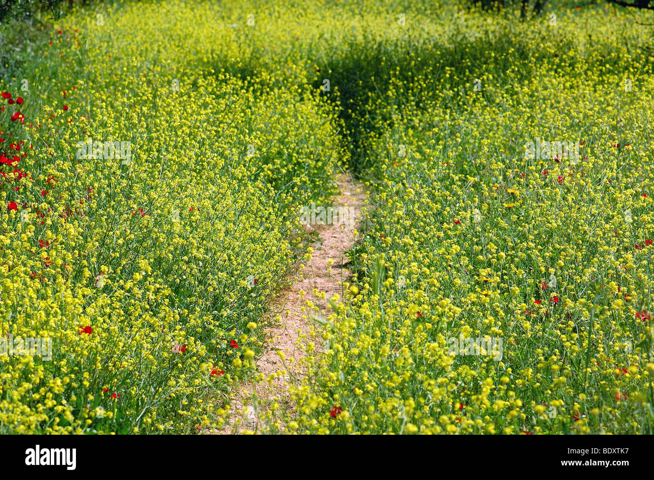 Path in a field of blooming flowers. Spring season background Stock ...