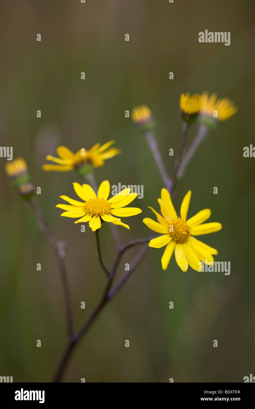 marsh ragwort; Senecio jacobaea Stock Photo - Alamy