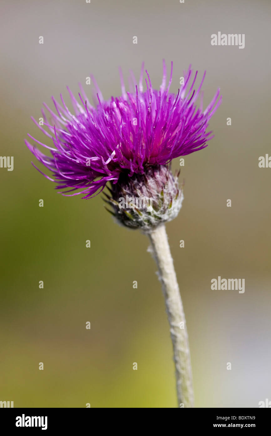 meadow thistle; Cirsium dissectum Stock Photo - Alamy