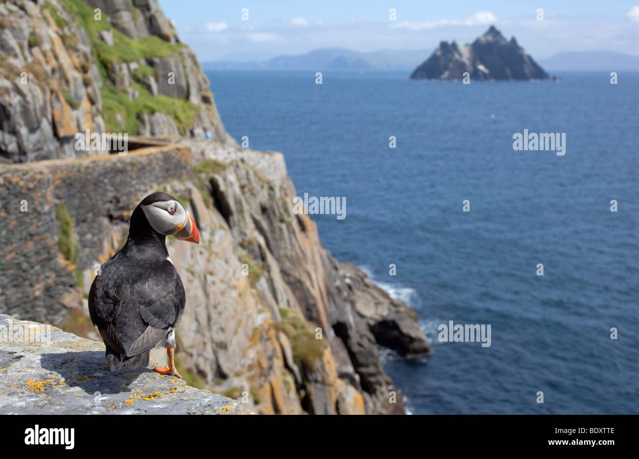 Puffin on michael skellig hi-res stock photography and images - Alamy