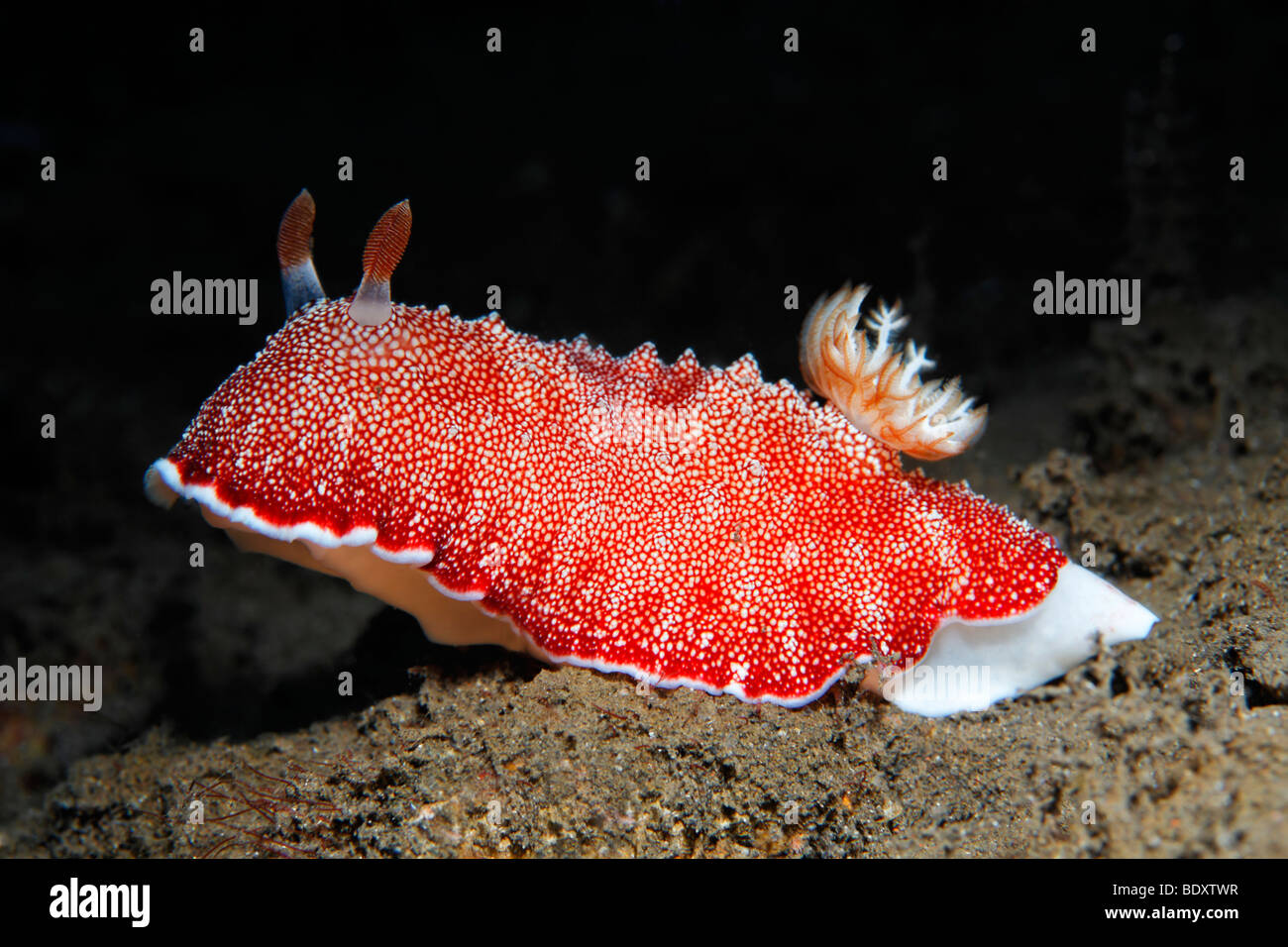 White Sea Slug