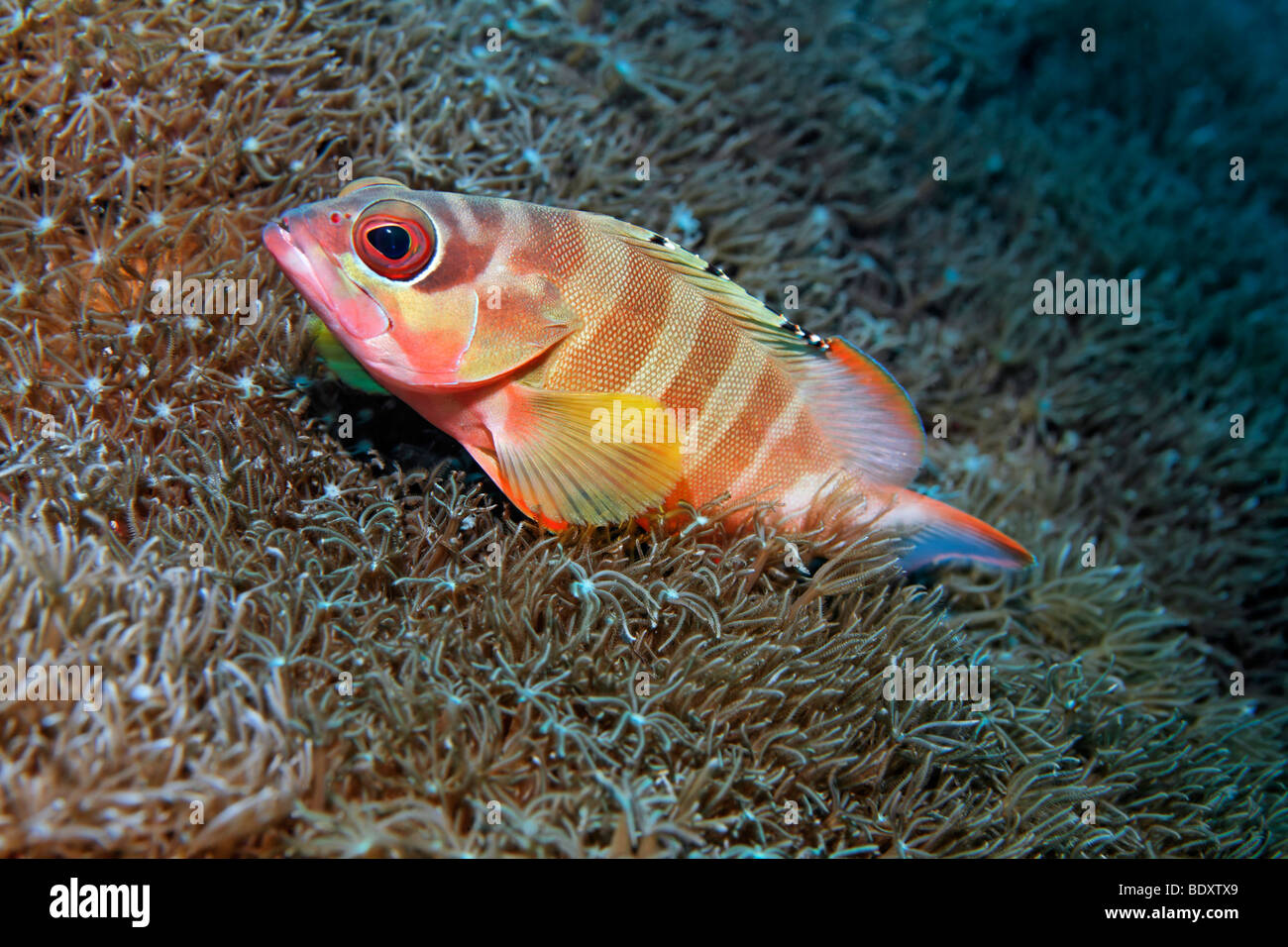 Blacktip Grouper (Epinephelus fasciatus) lies on Xenia coral, fish ...
