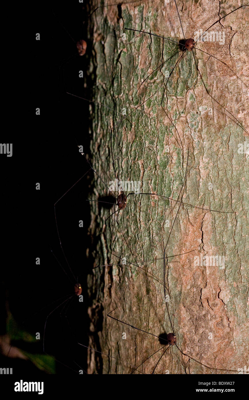 Group of harvestmen, order Opiliones, on a tree trunk in the montane ...