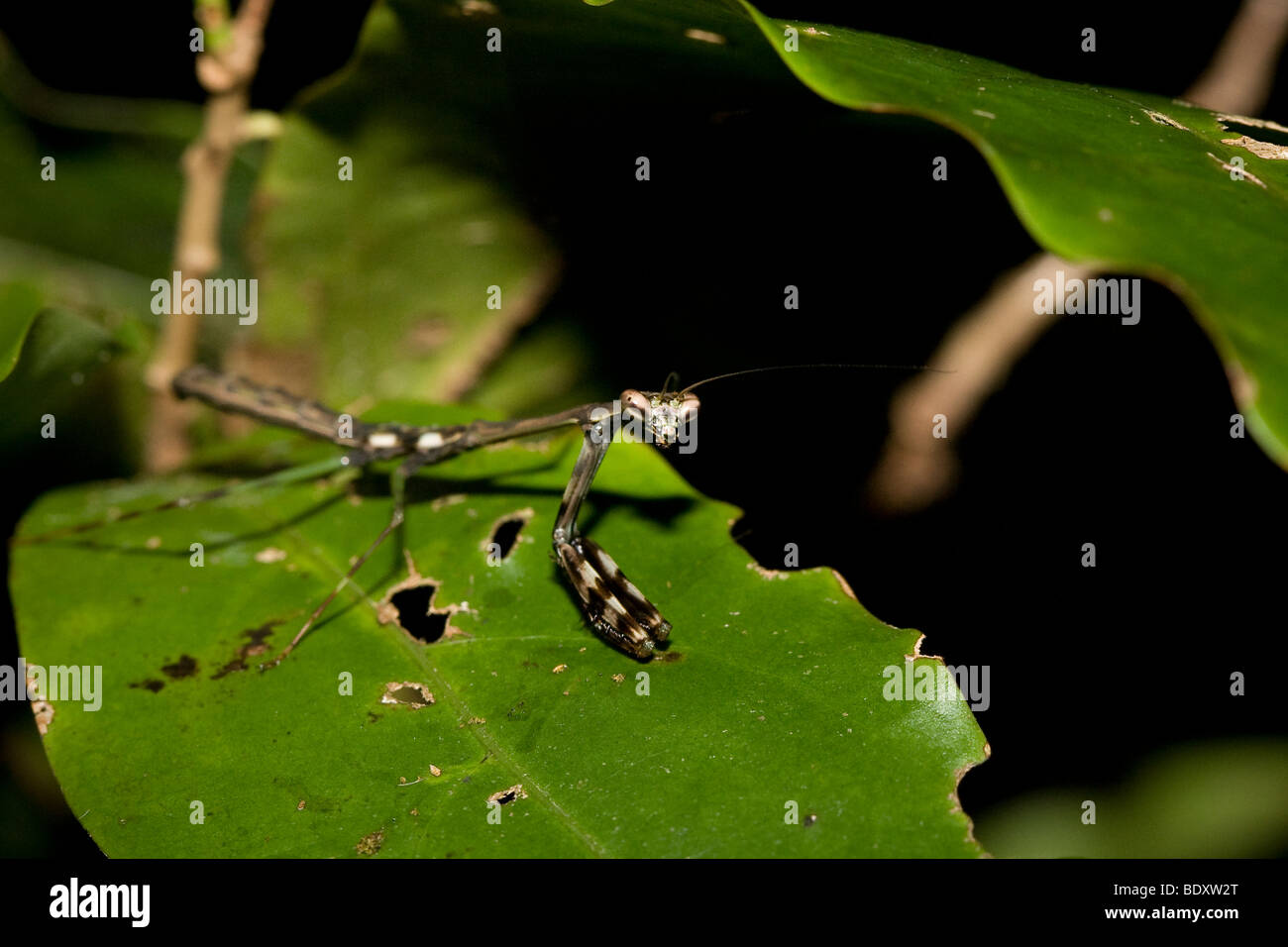 Tropical praying mantis, order Mantodea, in the cloud forests of ...