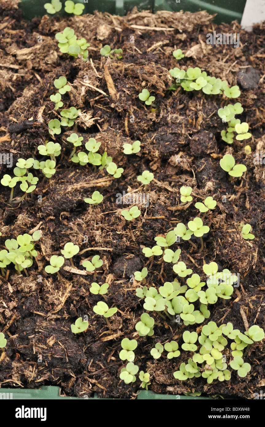 Eruca sativa (rocket Stock Photo - Alamy Eruca sativa (rocket Stock Photo - Alamy