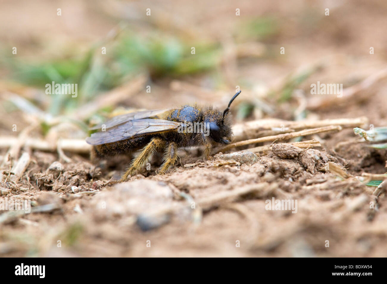 Mining bee uk hi-res stock photography and images - Alamy
