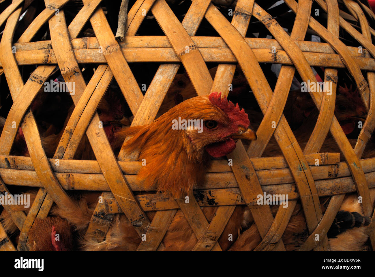 Chicken in bast cage, Fujian, China, Asia Stock Photo - Alamy